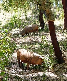 Sausages - Finca el Moro